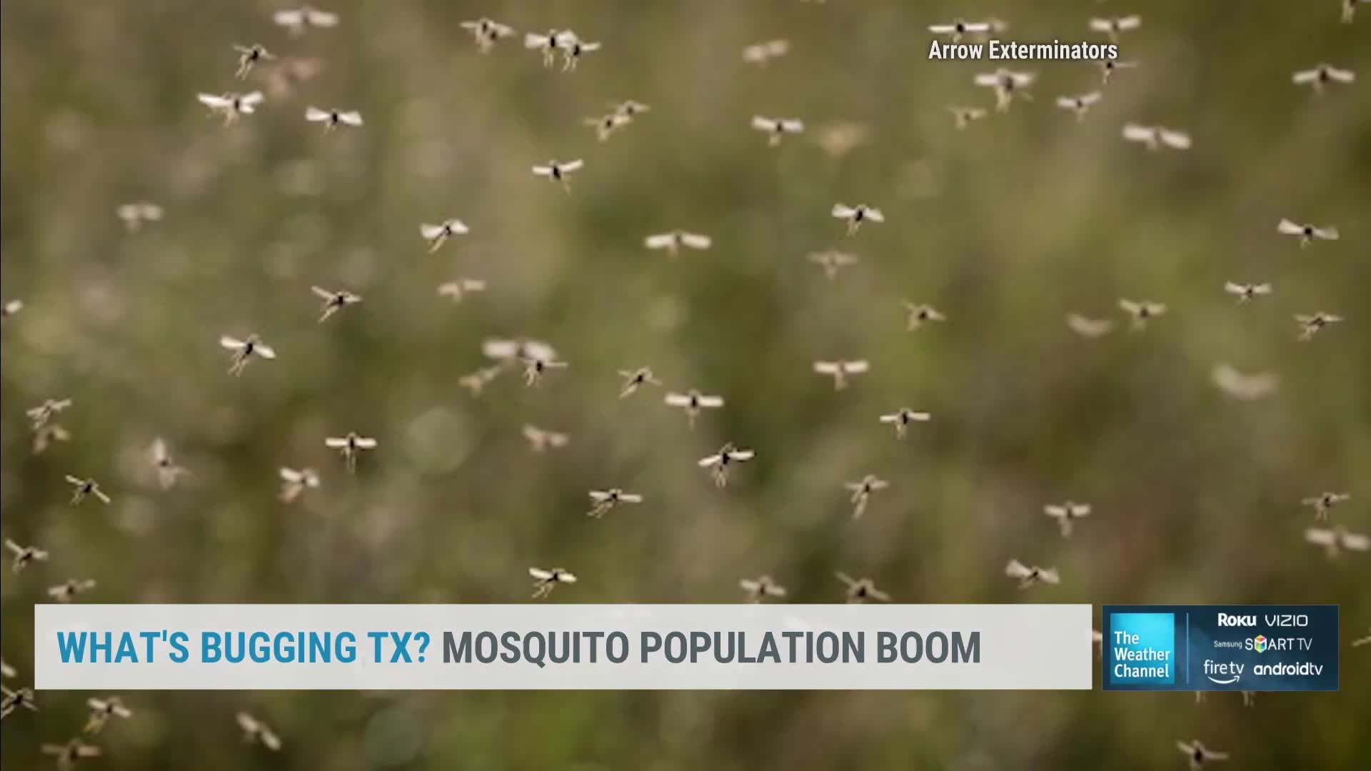 Aggressive Mosquitoes On The Attack - Videos from The Weather Channel