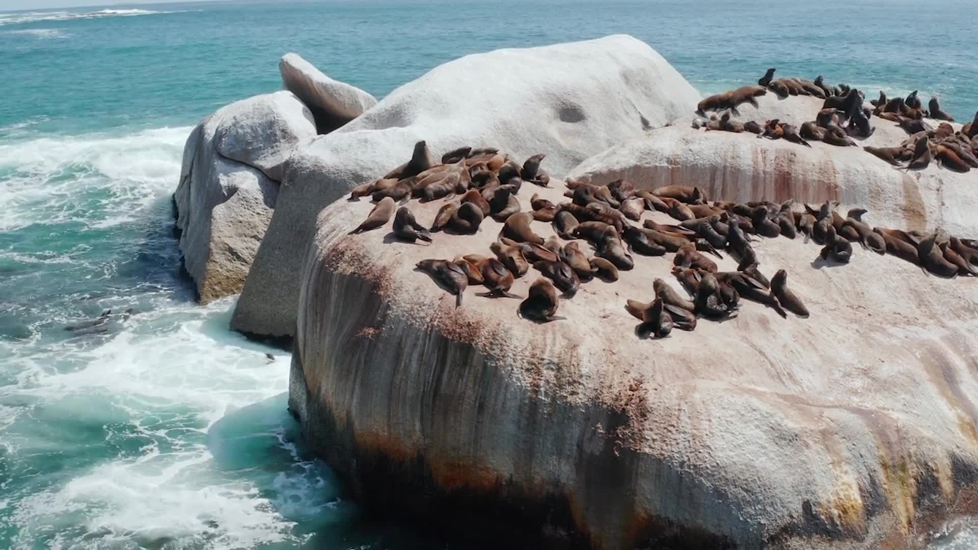 Rabies Outbreak In Seals Causes Worry - Videos from The Weather Channel