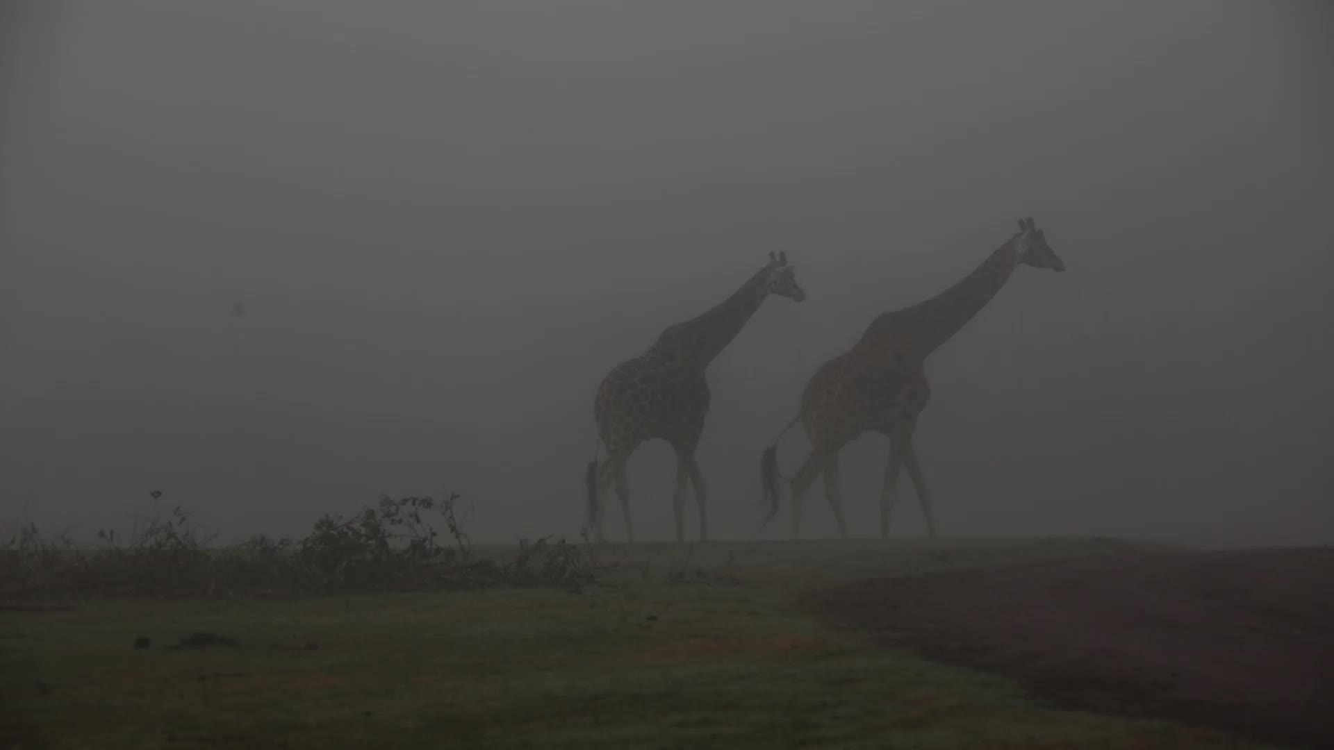 Fog Creates Eerie Scene For Creatures At Zoo - Videos from The Weather ...