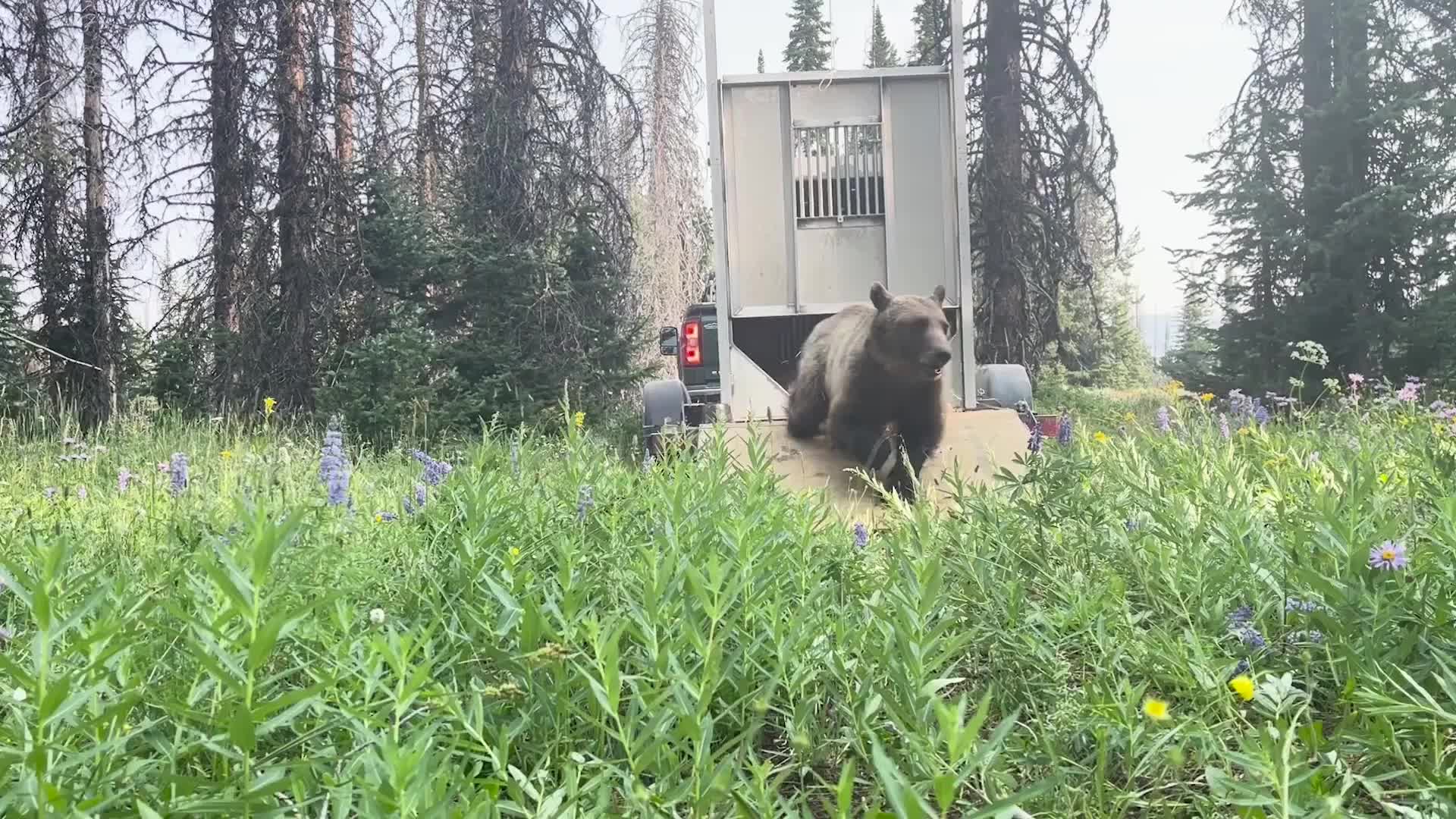 Grizzlies On The Go For Bear Genetic Diversity - Videos from The ...