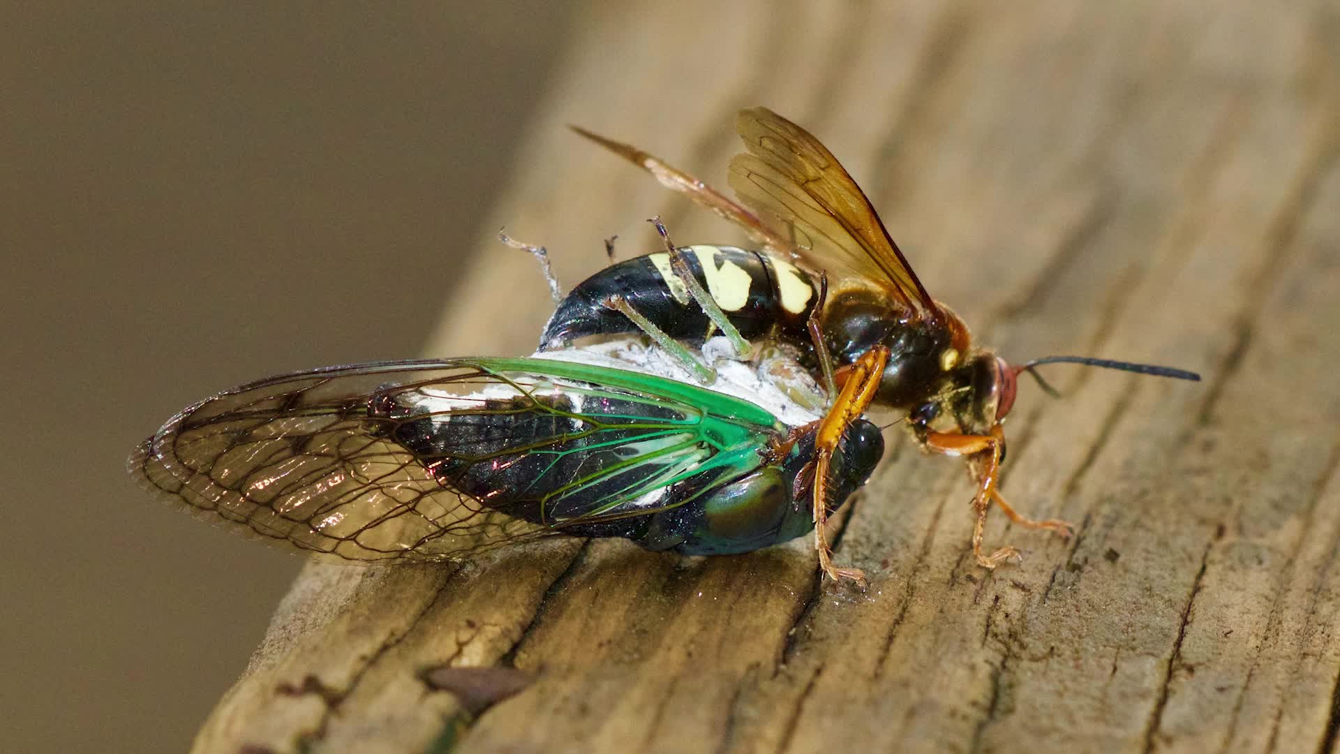 State Puts Out Alerts On ‘Killer Wasps’ - Videos from The Weather Channel
