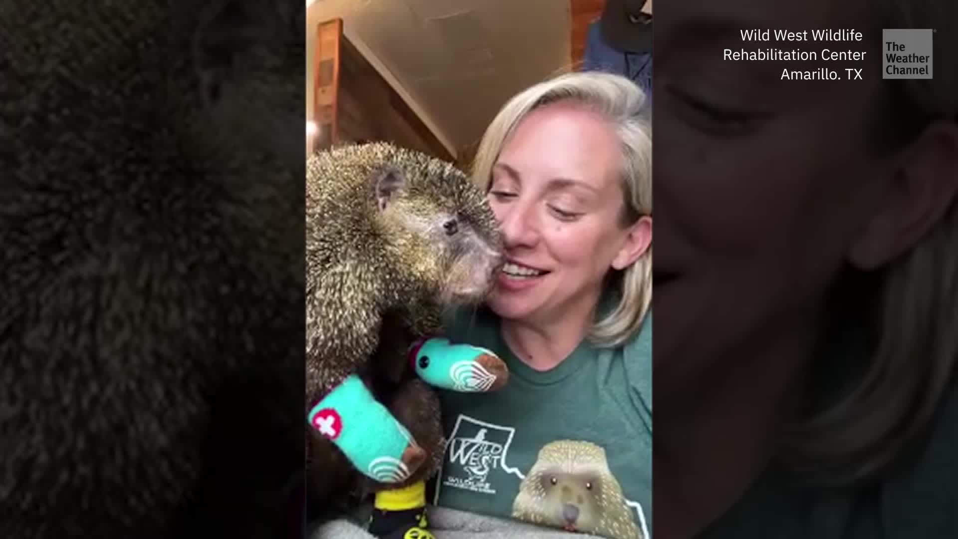 Inspirational Porcupine Heals After Wildfire - Videos from The Weather ...