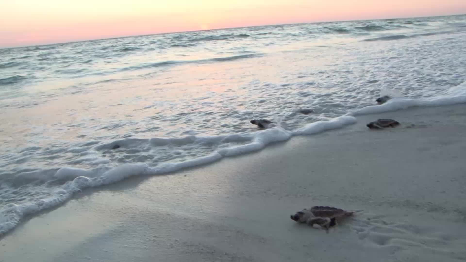 Storm Wipes Out Hundreds Of FL Sea Turtle Nests - Videos from The ...
