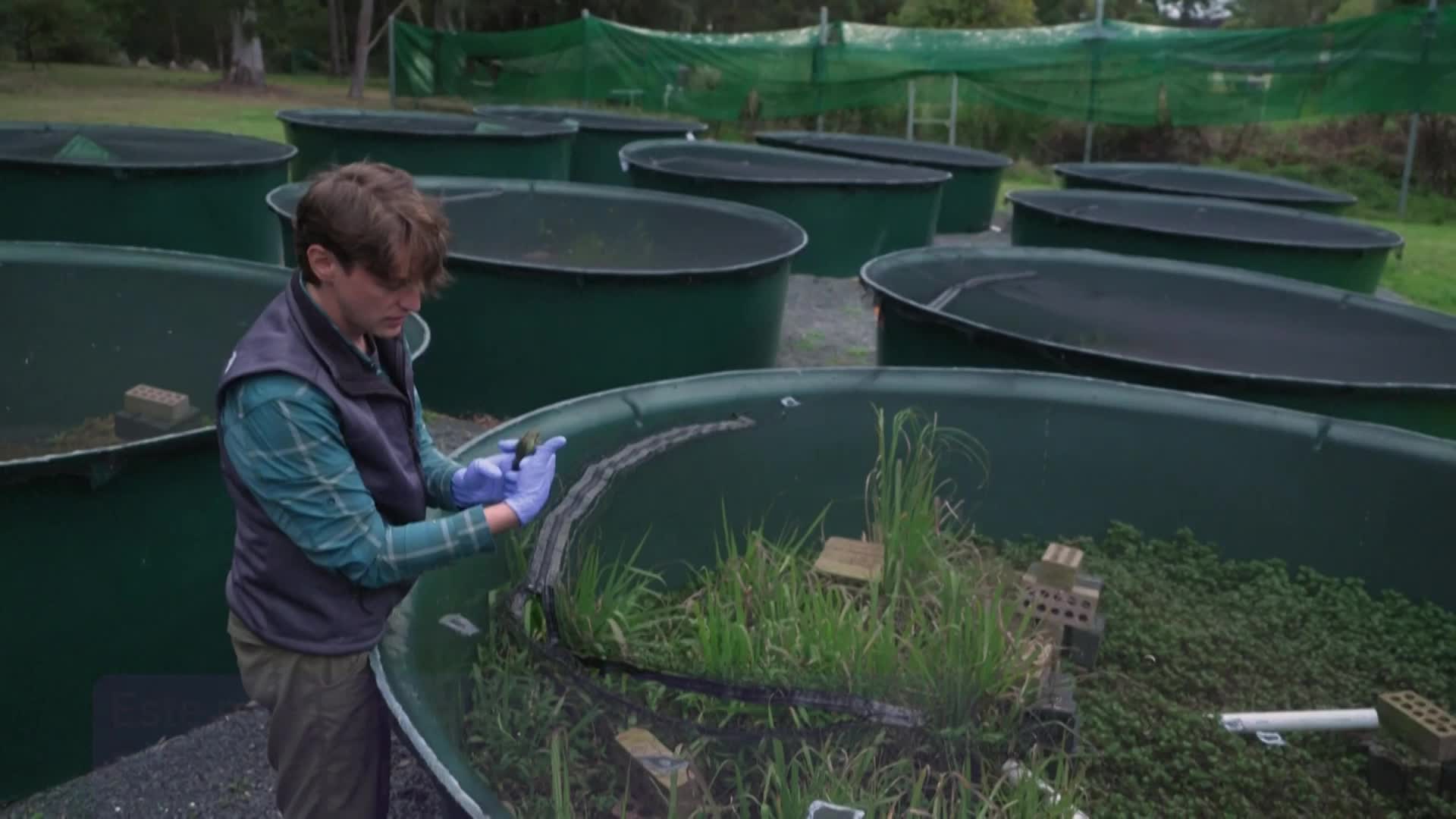 Un Sauna Podría Salvar a Estas Ranas en Peligro de Extinción - Videos ...