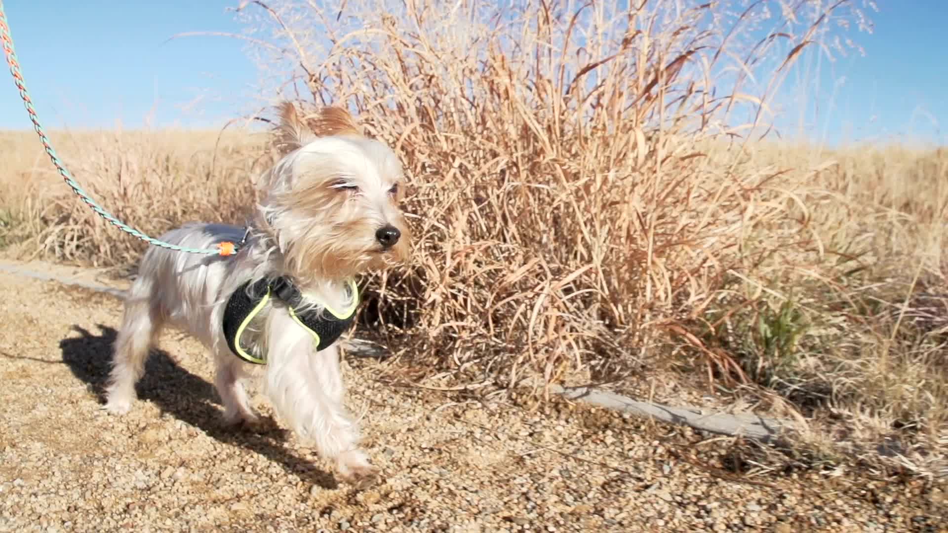Dog Owners, Follow 4 Fall Safety Tips - Videos from The Weather Channel