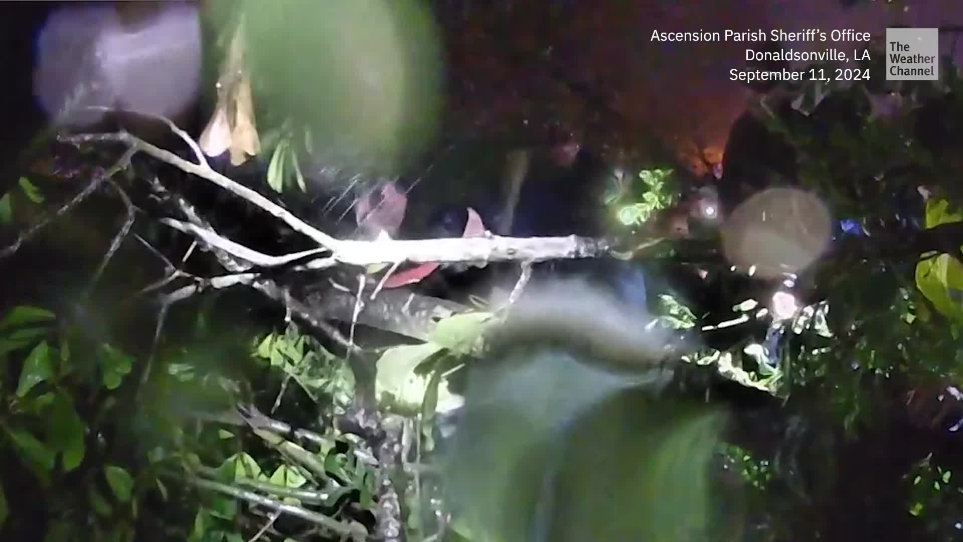 Woman Rescued From Under Francine-Felled Tree - Videos from The Weather ...