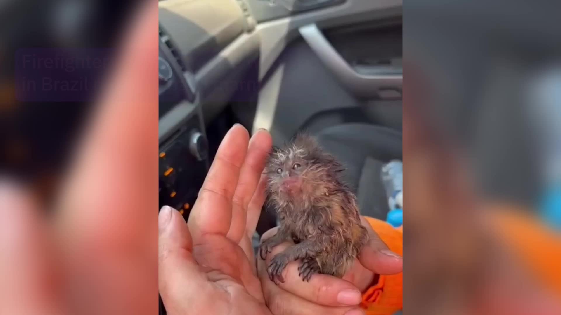 Firefighters Rescue Baby Marmoset - Videos from The Weather Channel