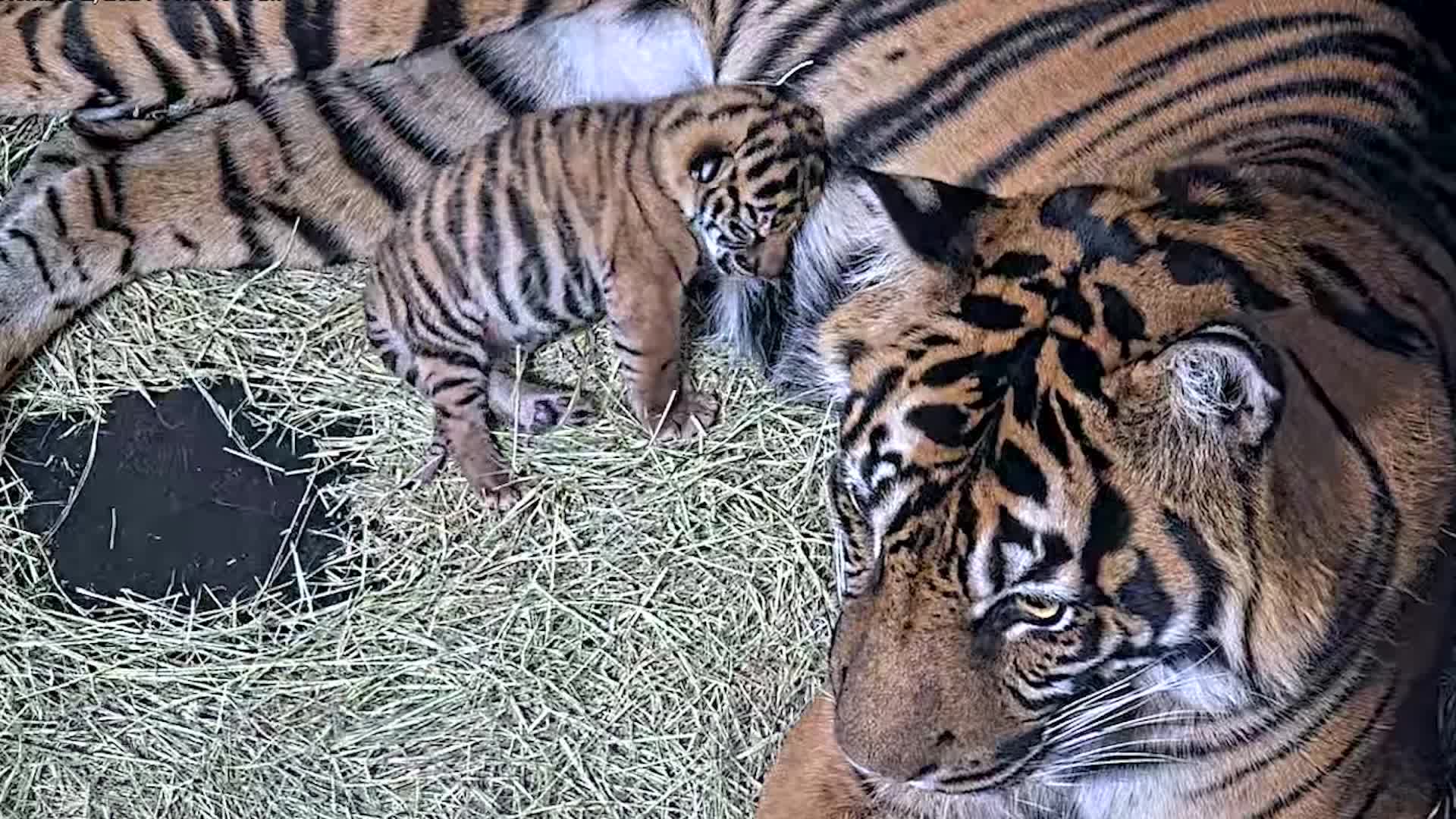 Adorable bebé tigre nace en el Zoológico de San Diego - Videos de The ...
