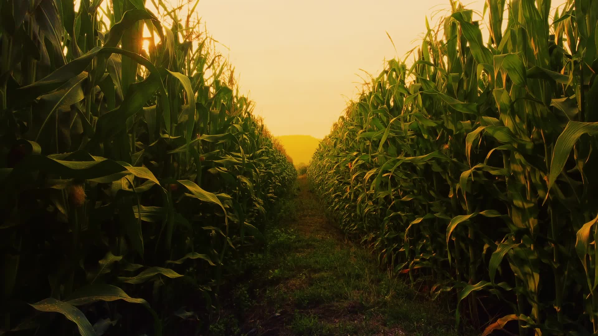 Why Some Midwest Farmers Are Growing ‘Short Corn’ - Videos from The ...