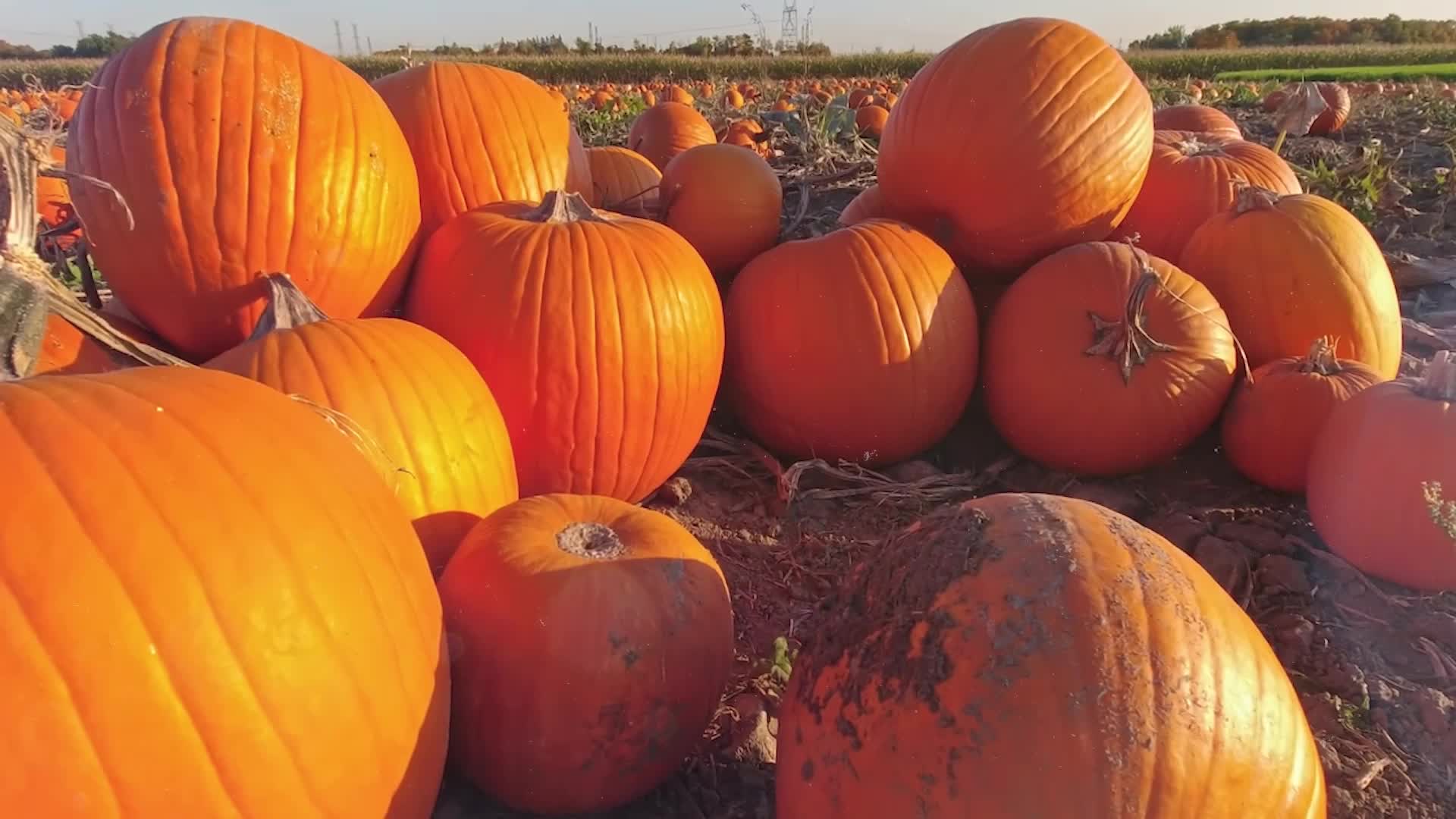 Glow Up This Fall With Pumpkin For Skin Care - Videos from The Weather ...