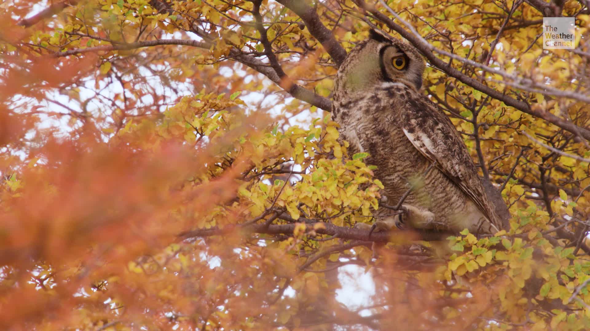 How A Later-Arriving Fall Can Cause Trouble - Videos from The Weather ...