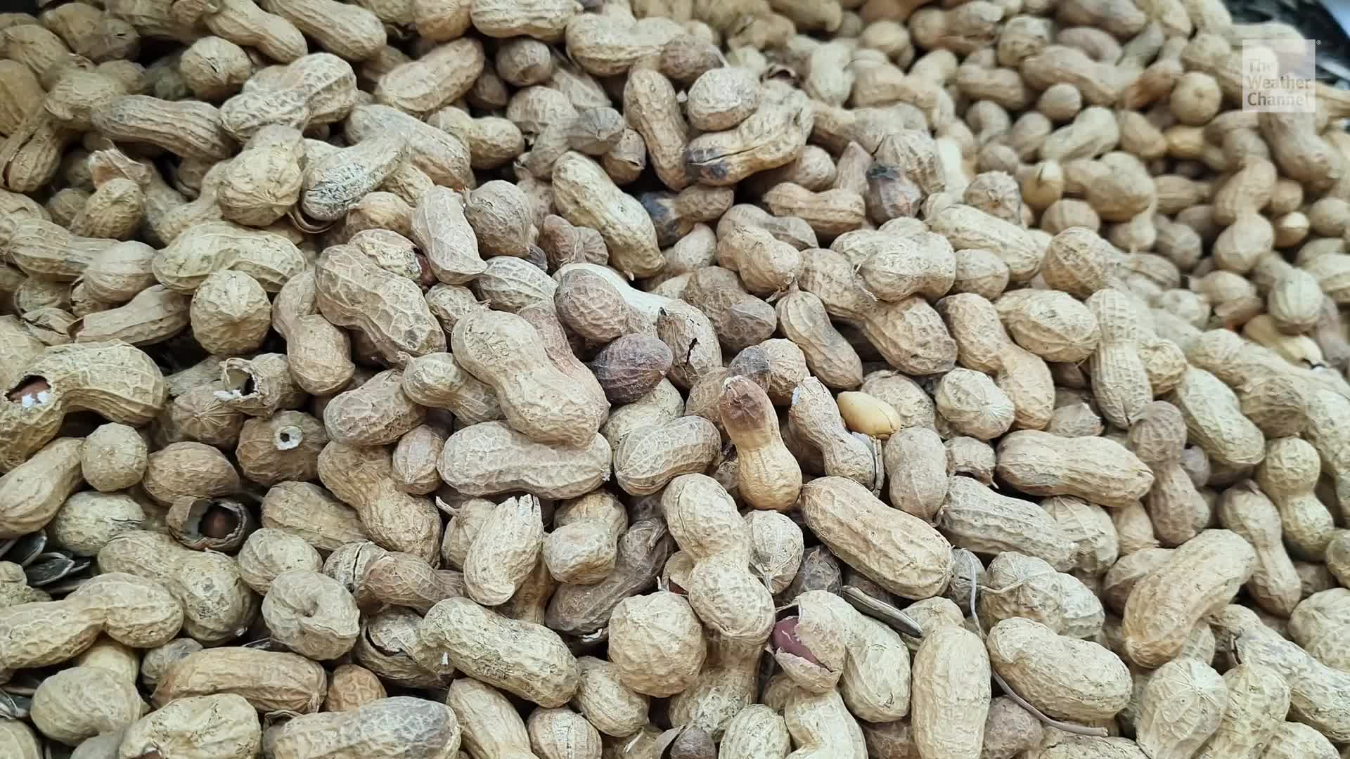 Can Air Pollution Trigger Peanut Allergies? - Videos from The Weather ...