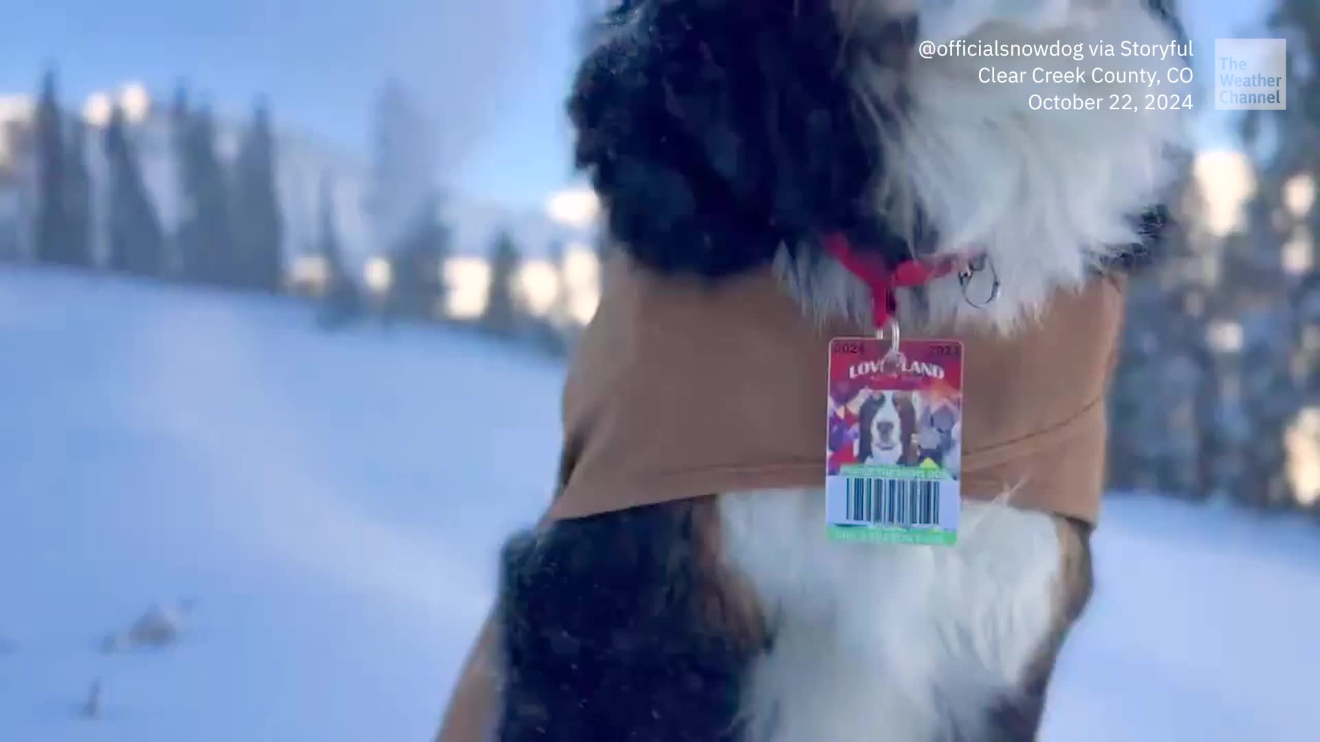 Four-Legged Colorado Mayor Inspects Ski Resort - Videos from The ...
