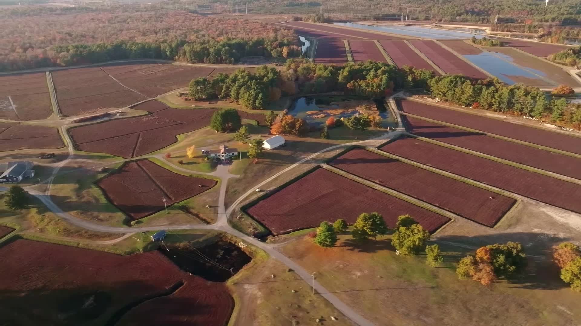 Beautiful Bogs Full Of Cranberries Are Sign Of Fall - Videos from The ...