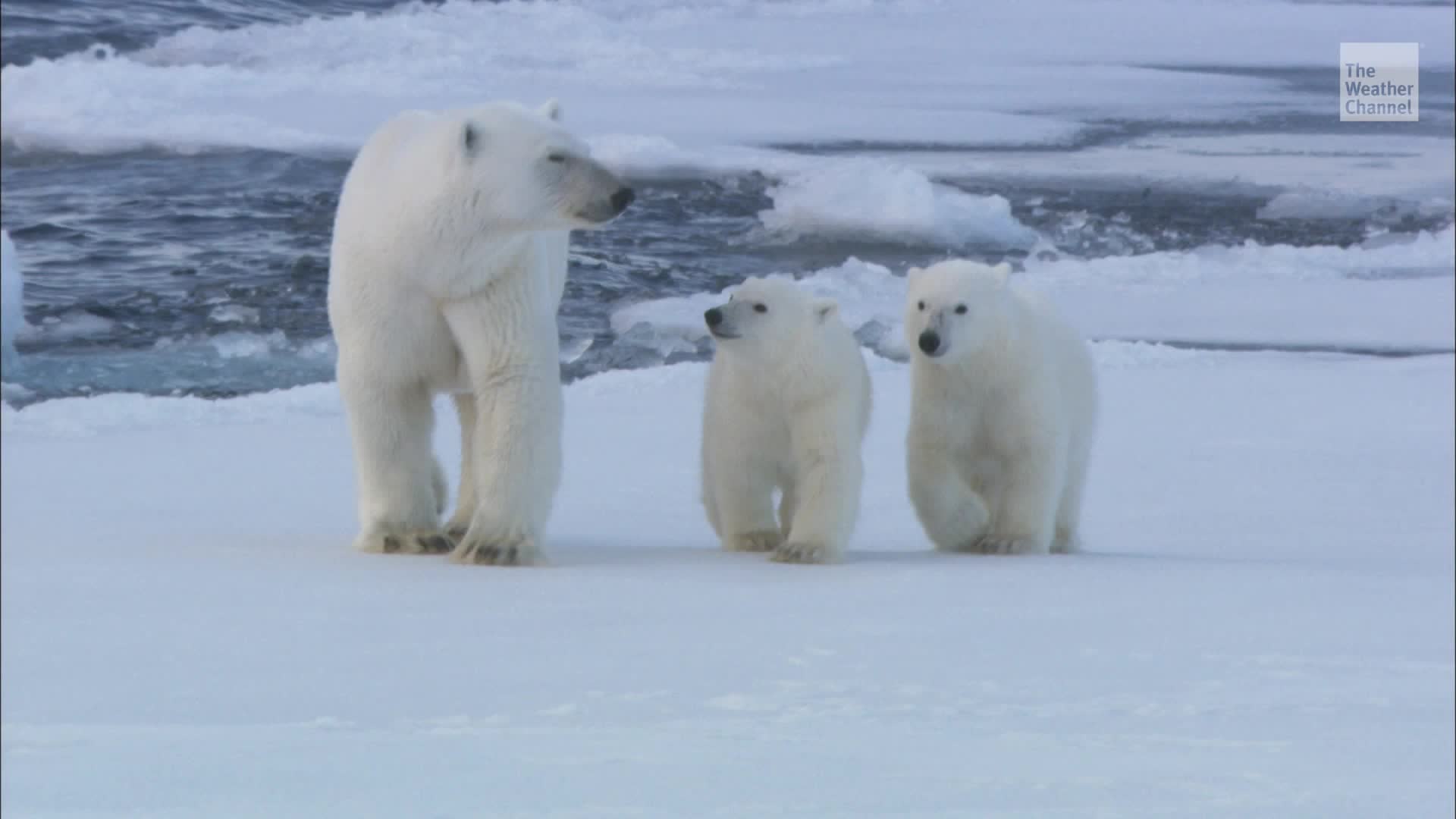 El Cambio Climático Provoca Nuevos Riesgos Para los Osos Polares ...
