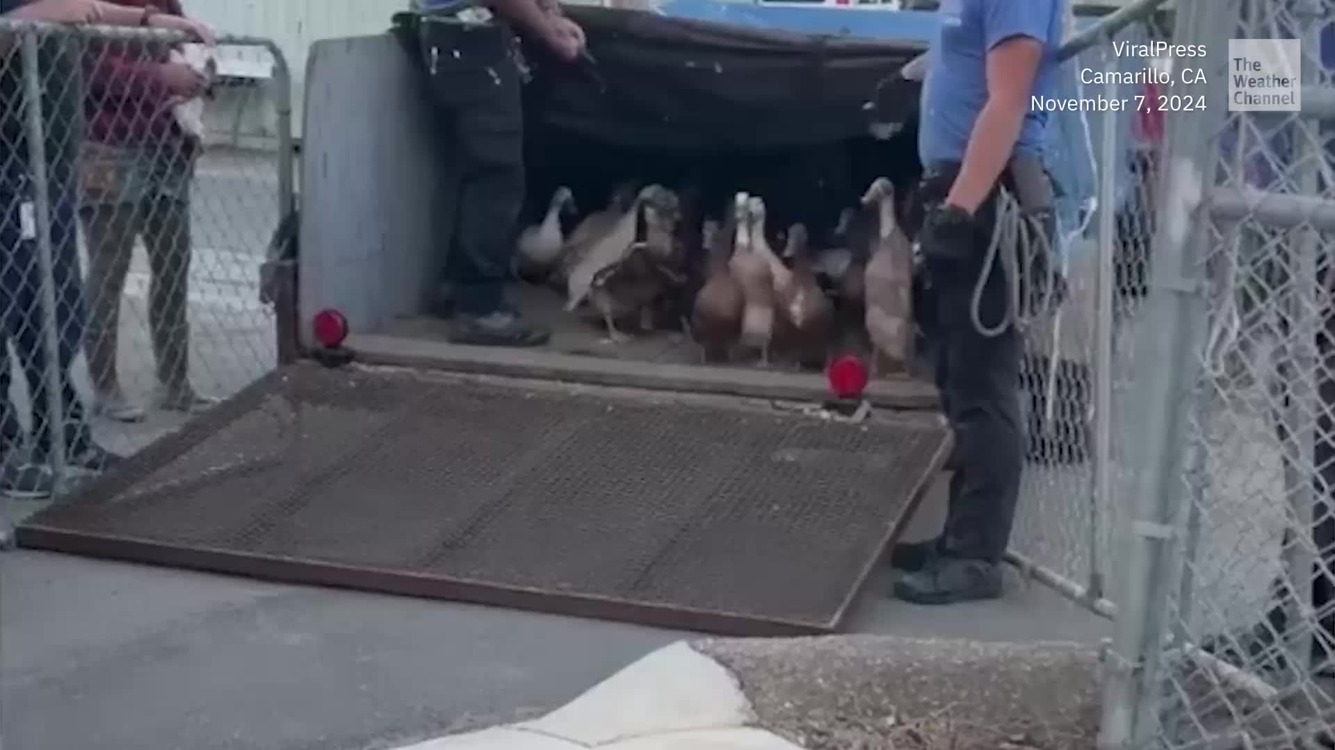 80 Ducks Rescued From California Wildfire - Videos from The Weather Channel