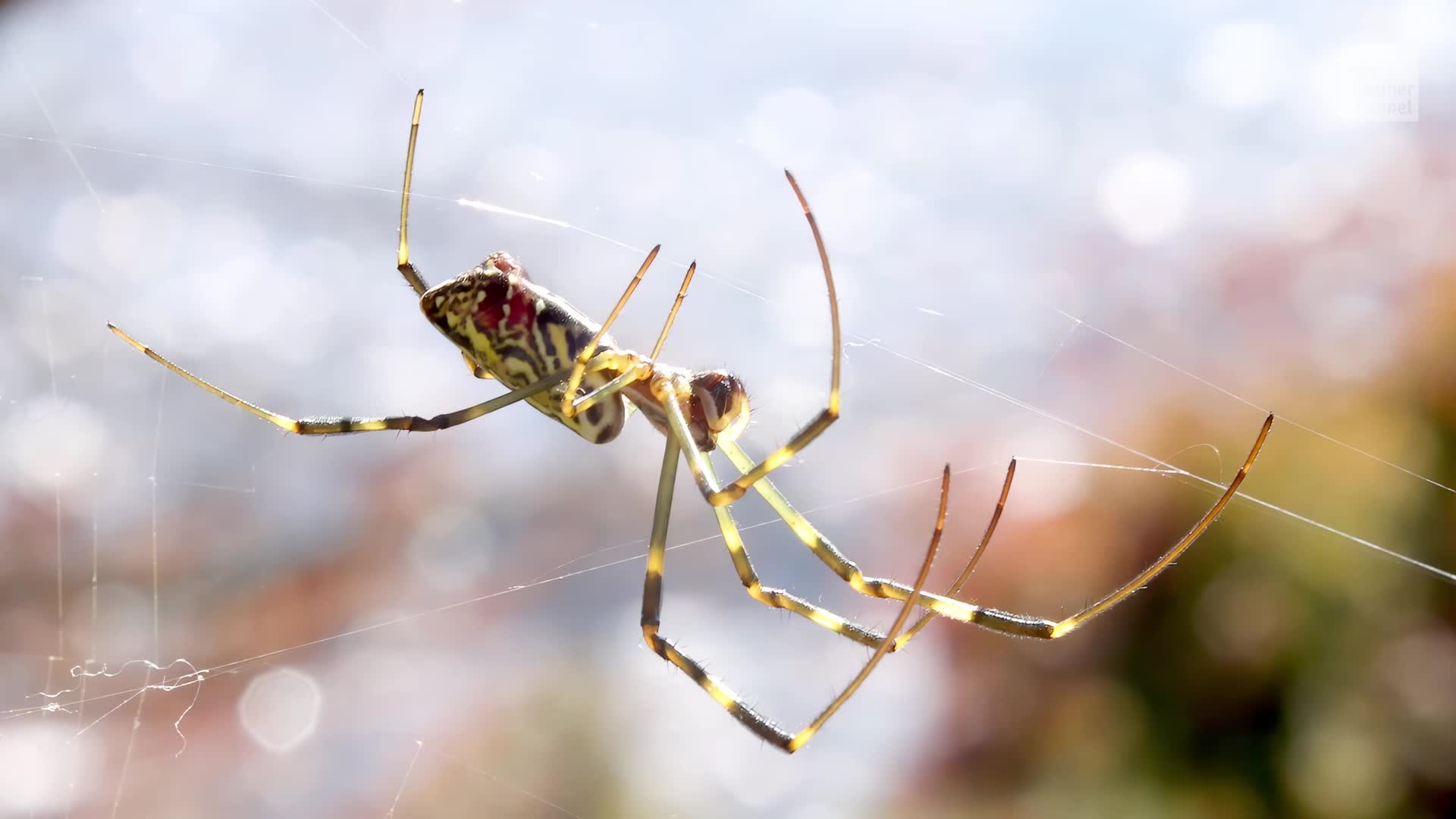 Can Nothing Stop This Giant Spider? - Videos from The Weather Channel