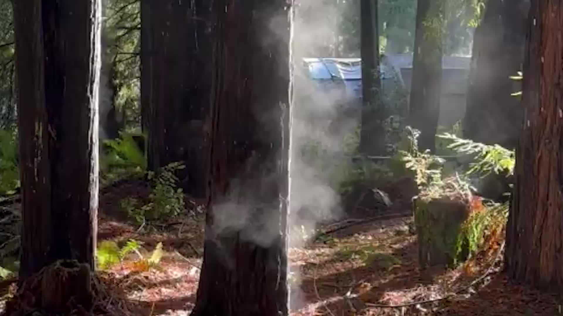 Why These California Trees Are Letting Off Steam - Videos from The ...