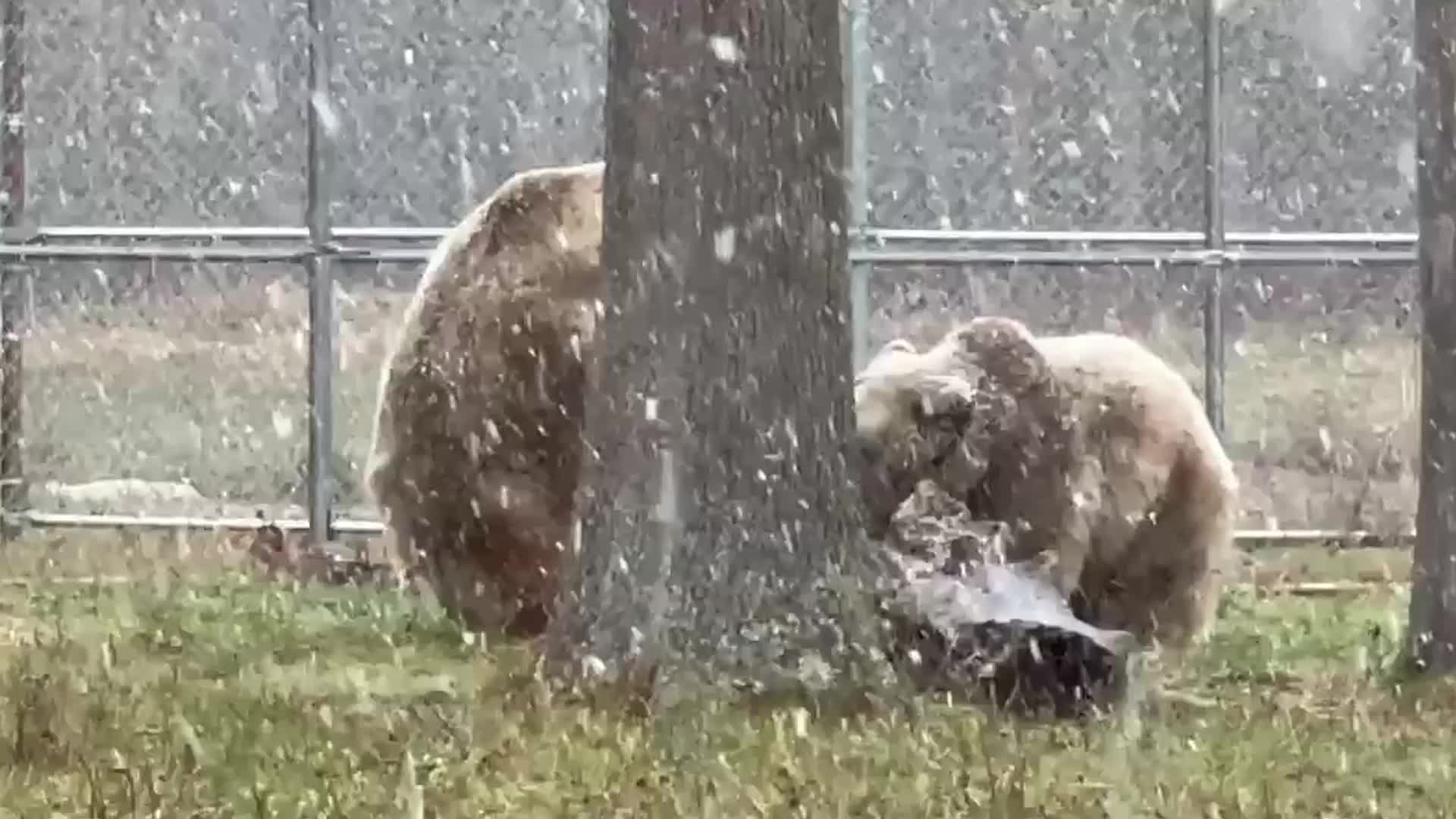 Watch: Bears Square Up In Snowy Showdown - Videos from The Weather Channel