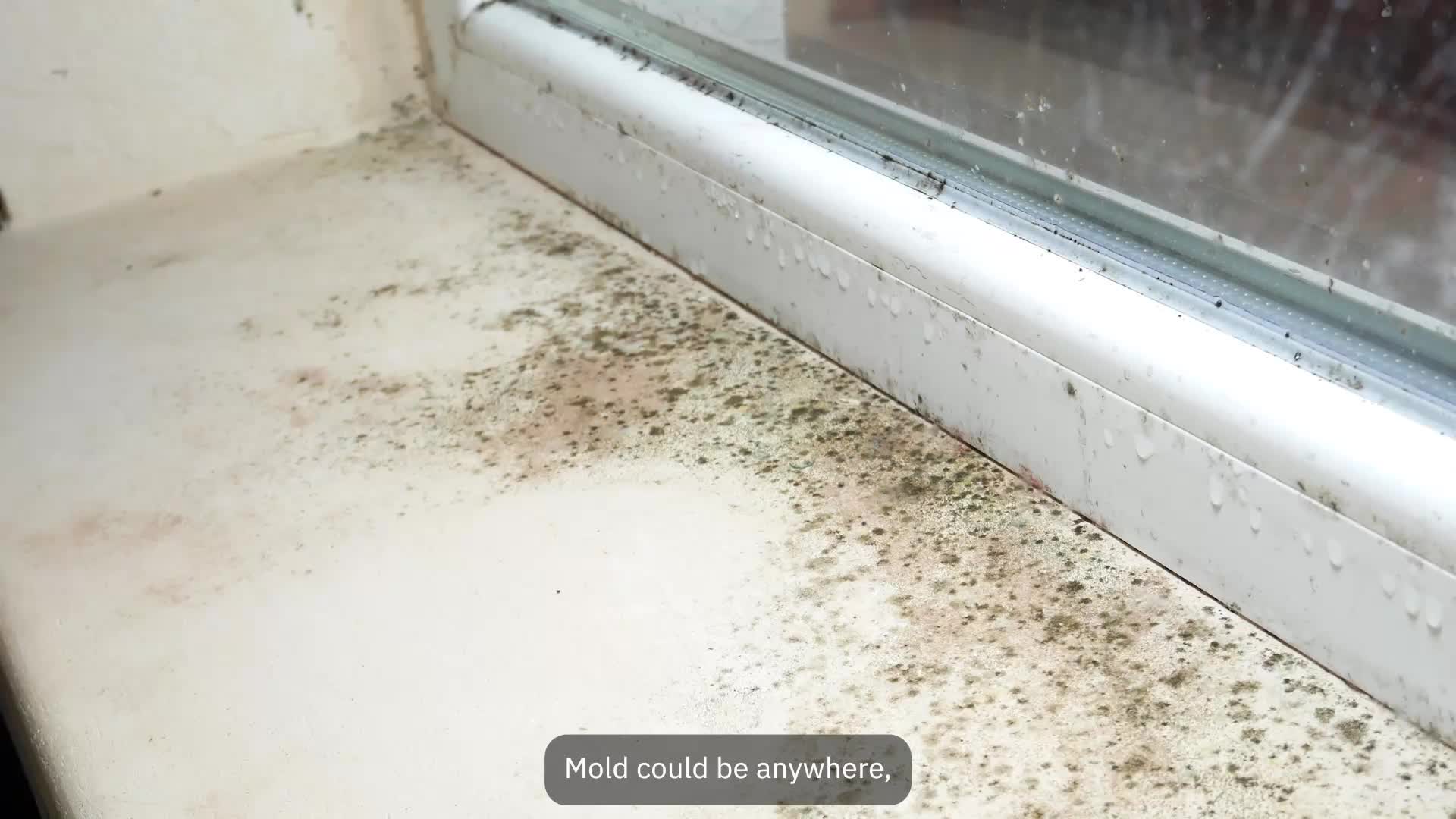 When To Worry About Mold Growing In Your Home - Videos from The Weather ...
