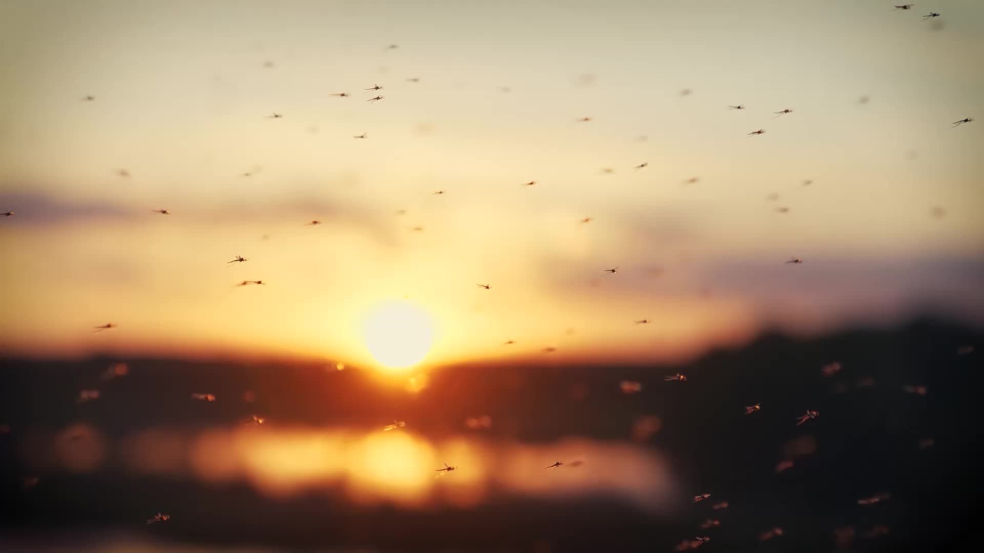 Dengue Fever At Record High In Americas - Videos from The Weather Channel