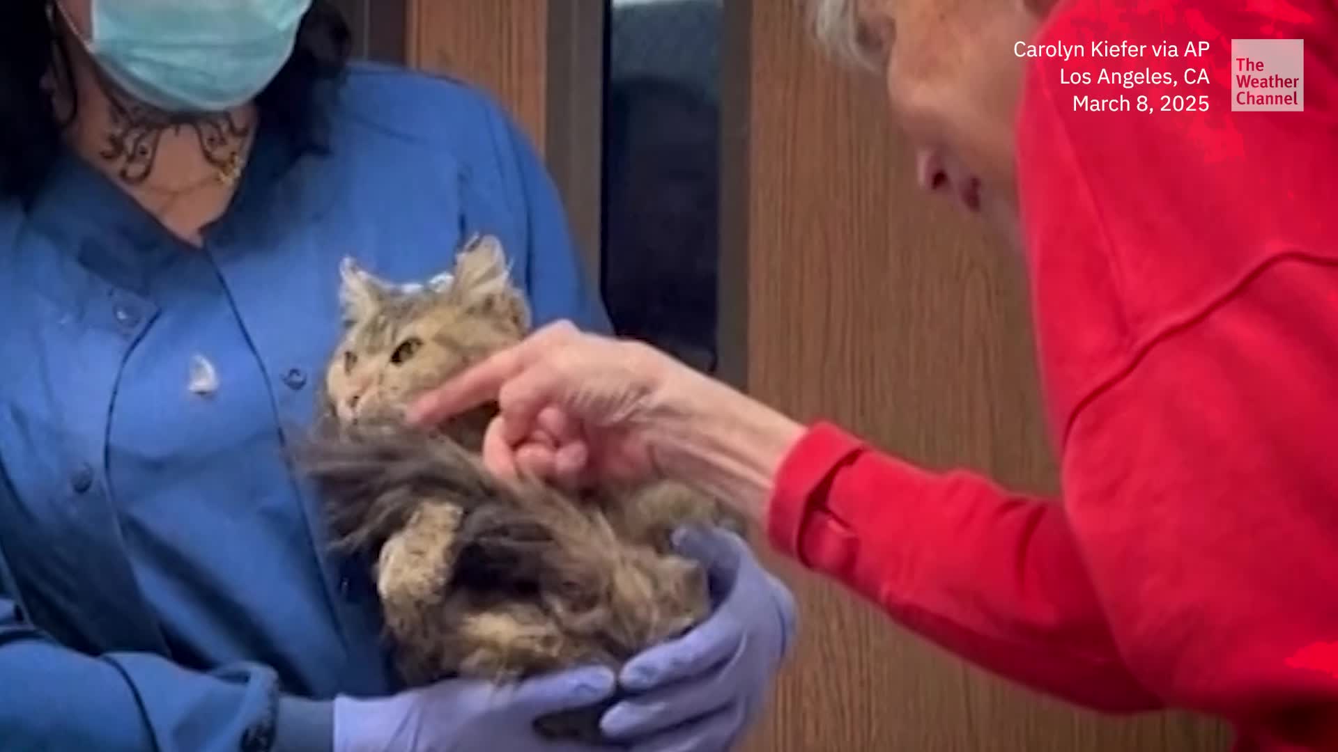Cat Survives Palisades Fire, Reunited With Owner - Videos from The ...