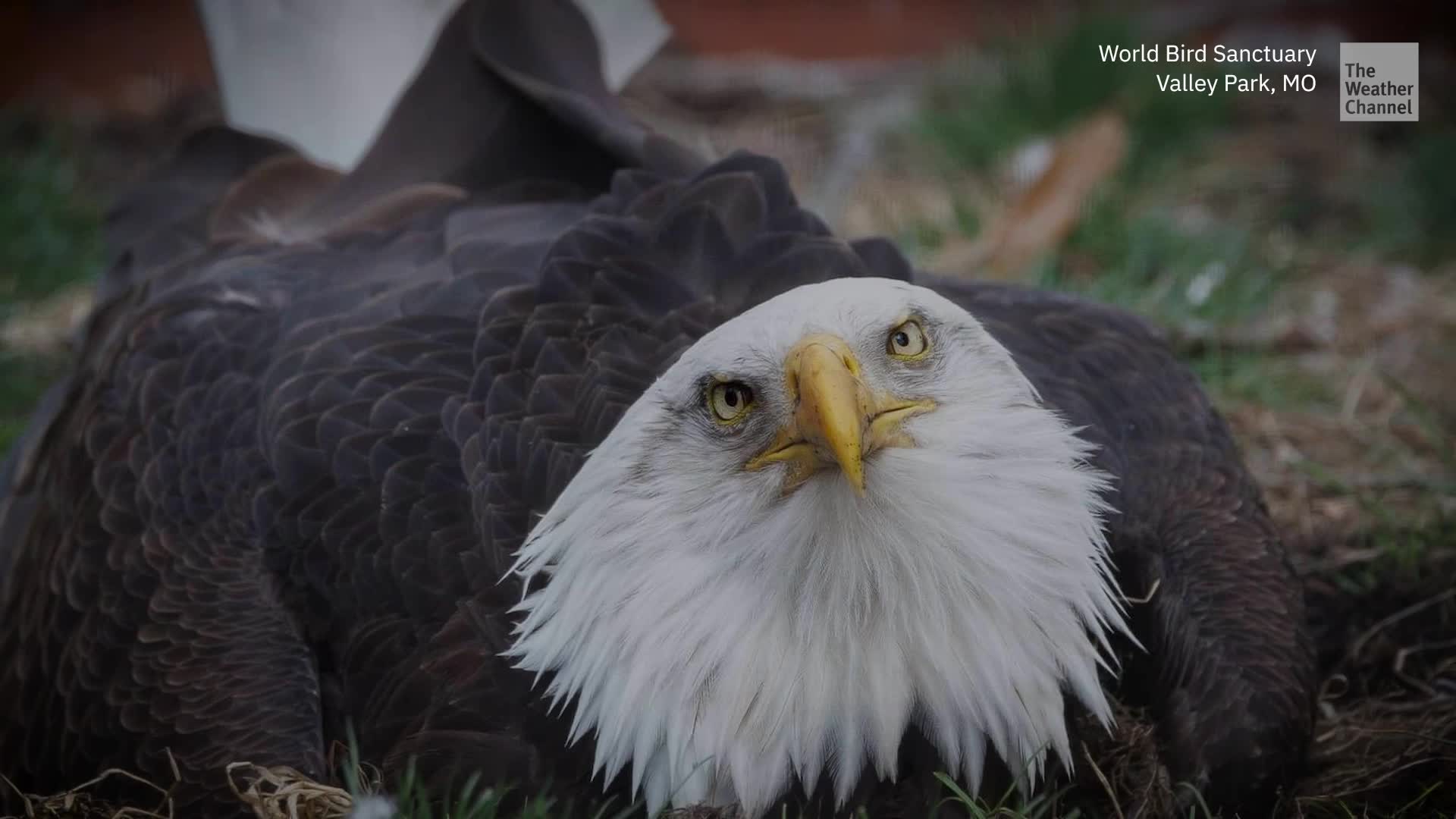 Beloved Bald Eagle Dies Following St. Louis Storms - Videos from The ...