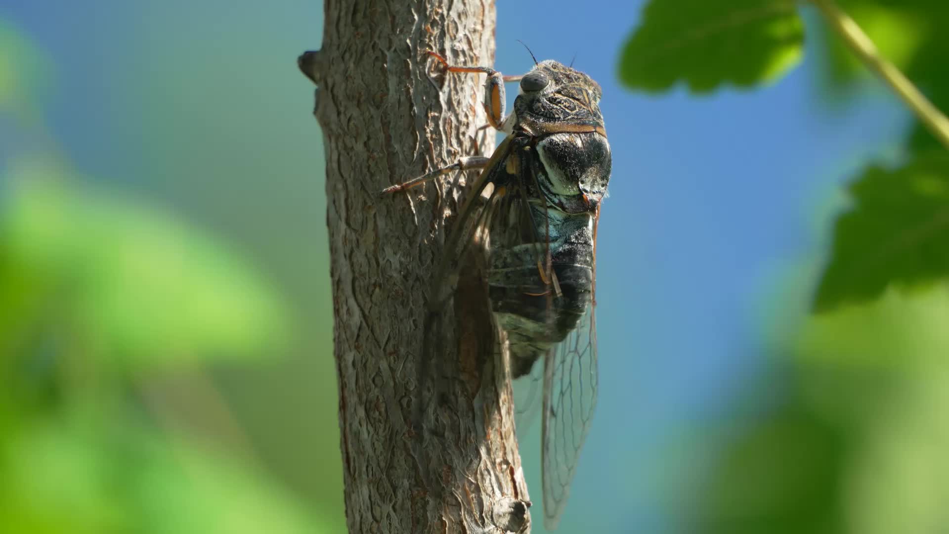 Cicadas Could Soon Emerge In 13 States - Videos from The Weather Channel