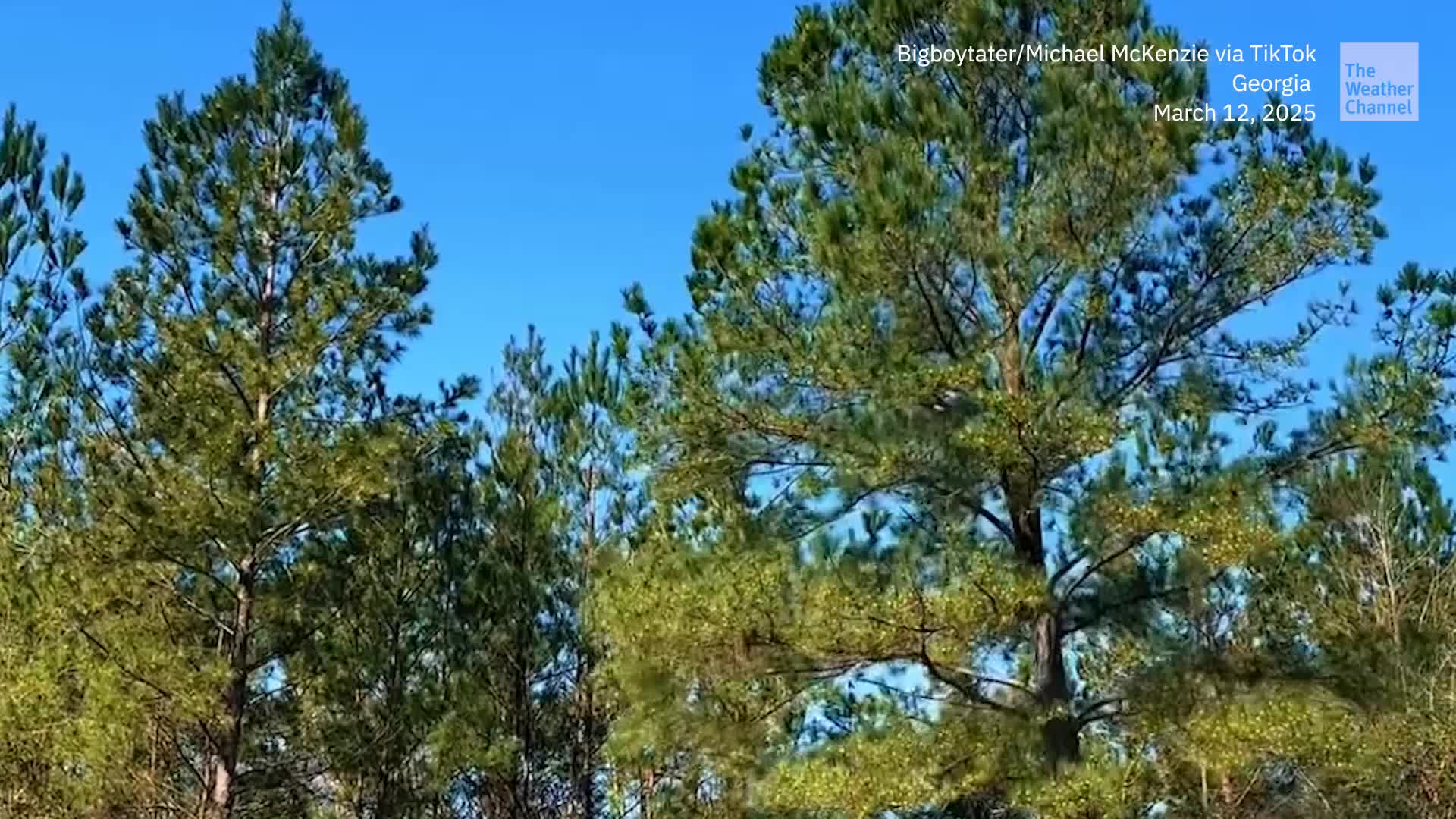 Falling Tree Creates Pollen Storm - Videos from The Weather Channel