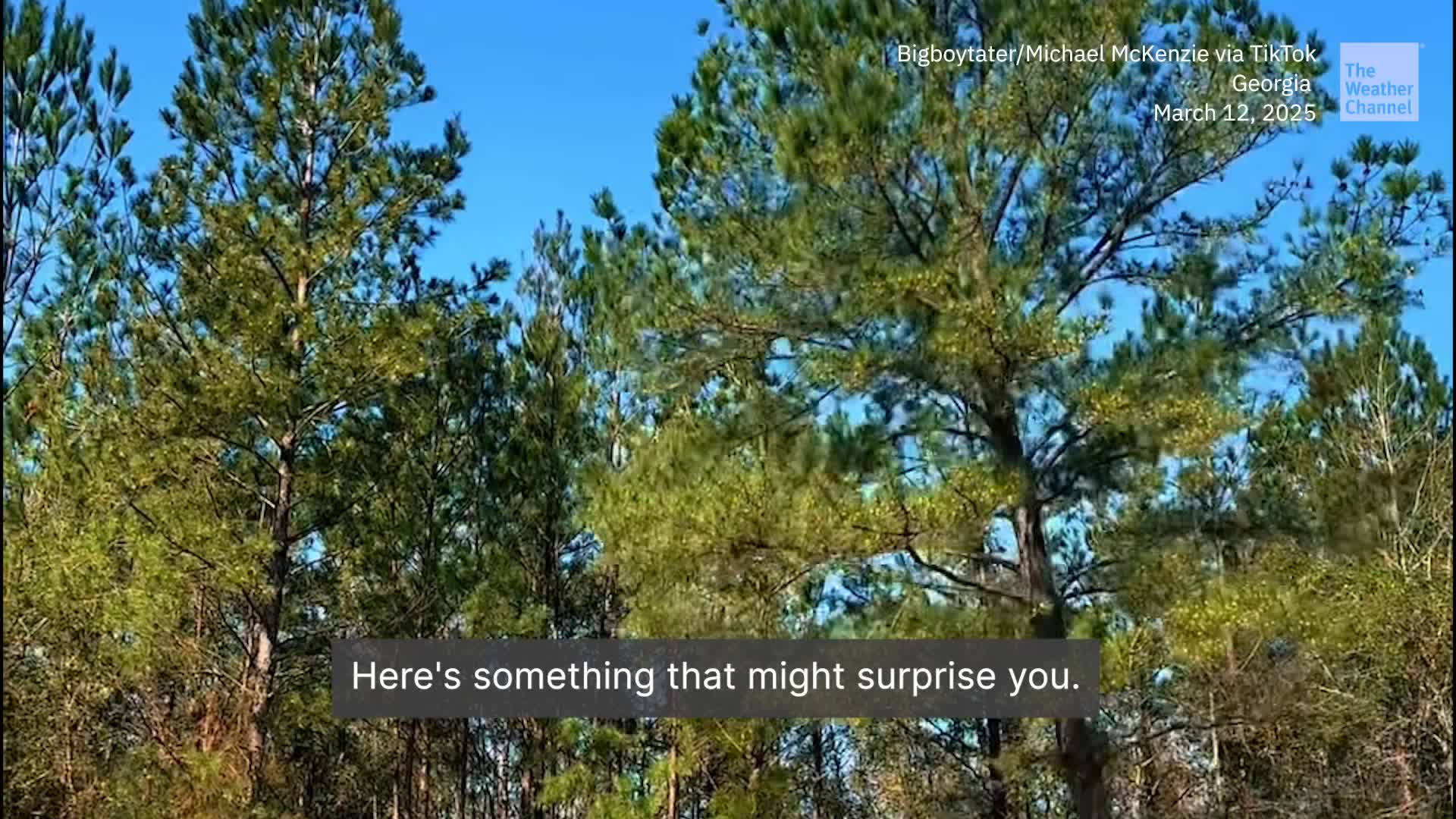 What To Know About Pine Tree Pollen And Allergies - Videos from The ...