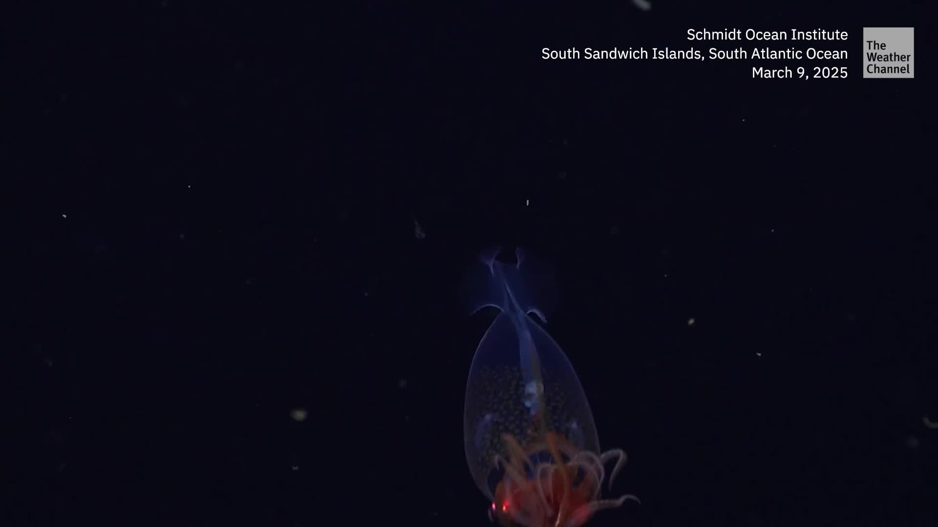 Colossal Squid Filmed Alive For The First Time - Videos from The Weather Channel