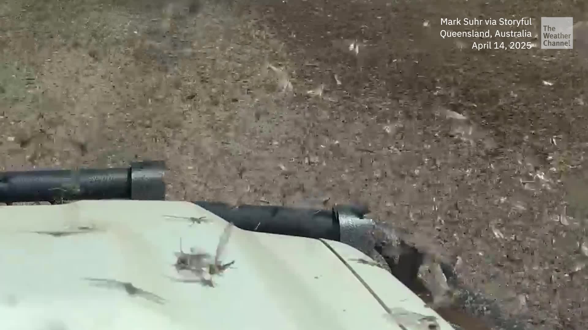 Watch: Enormous Locust Swarm Covers Australia Road - Videos from The ...