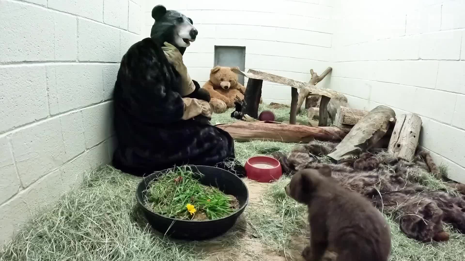 Humans Don Bear Suits To Rehab Cub - Videos from The Weather Channel ...