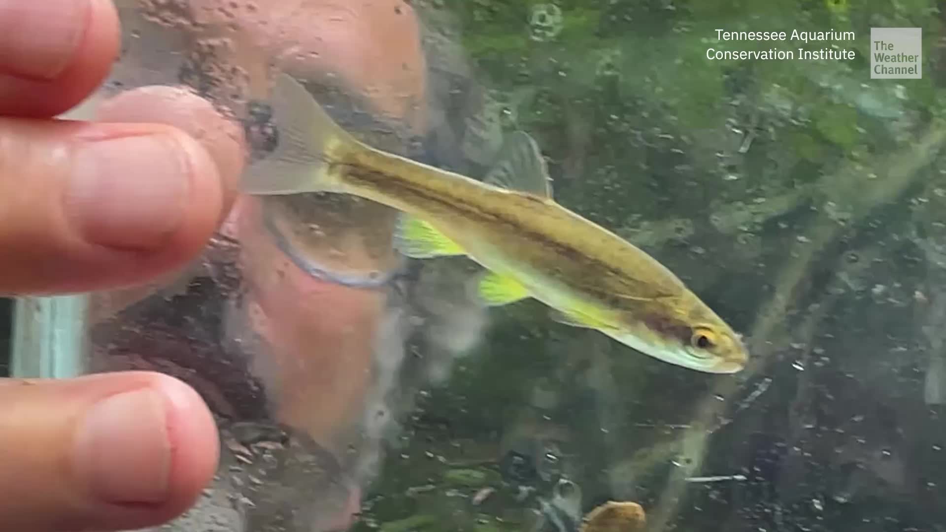 La Lucha De Spring City Para Salvar Un Pez en Peligro De Extinción ...