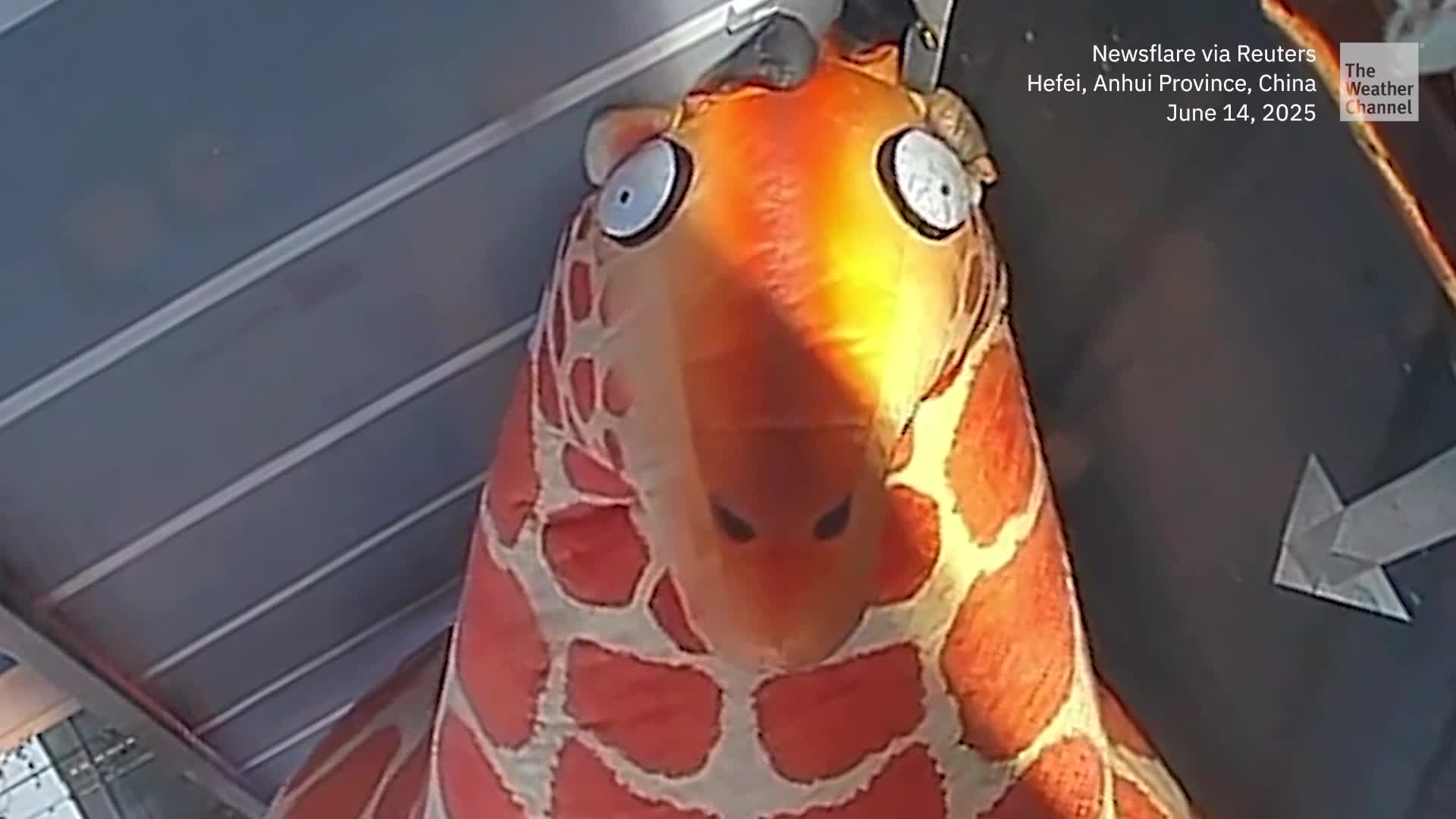 See The Adventures Of An (Inflatable) Giraffe On The Loose - Videos ...