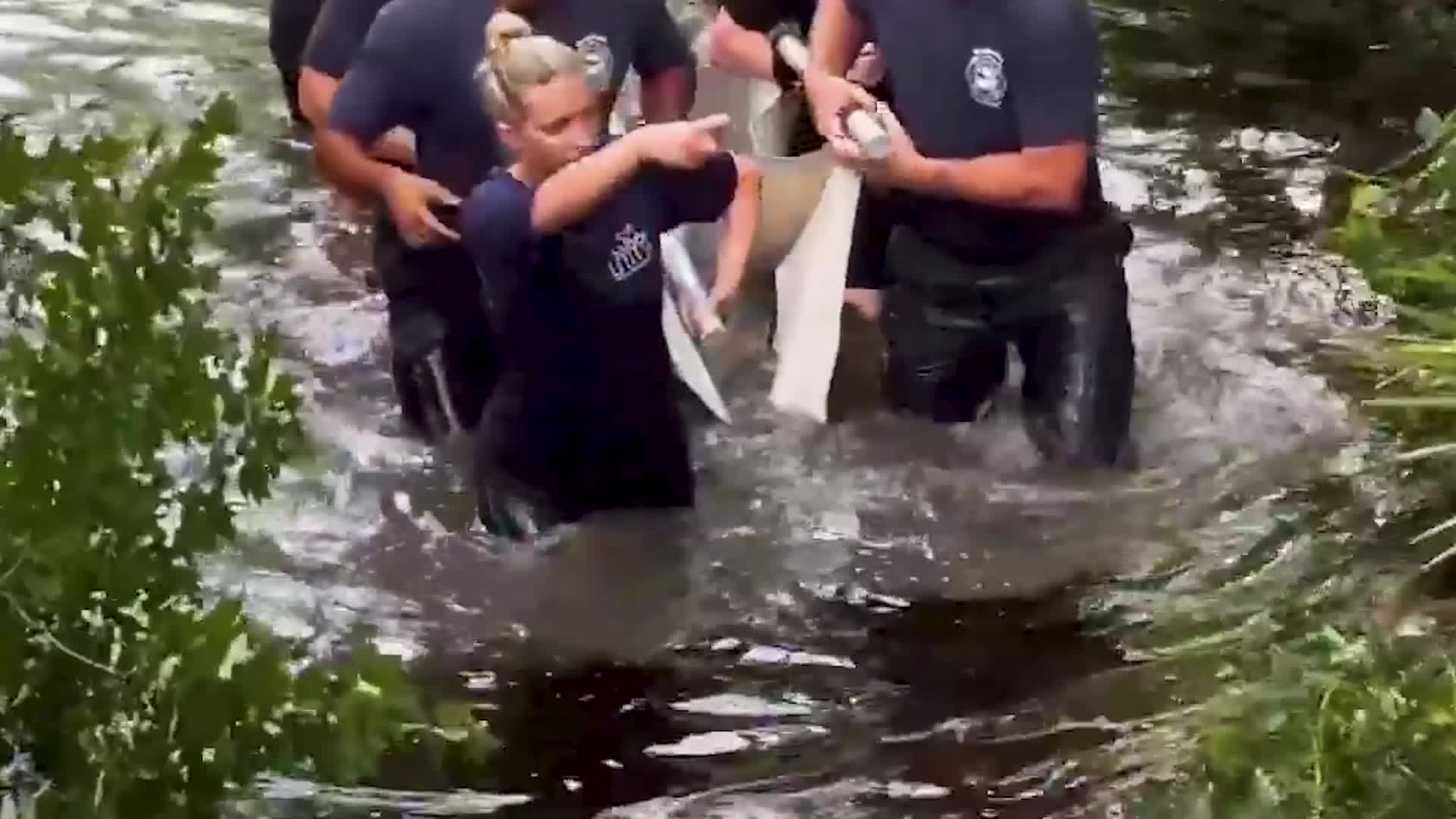 Dolphin Rescued From Low Tide - Videos from The Weather Channel