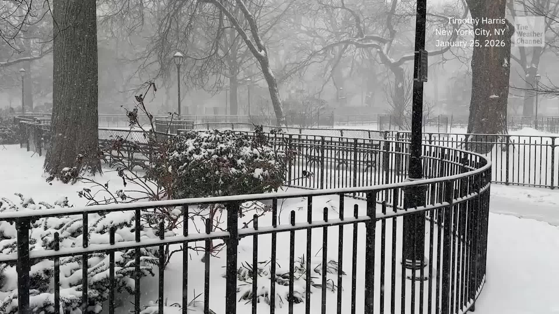 Polar Bear Enjoys Snow From Winter Storm Fern | Weather.com