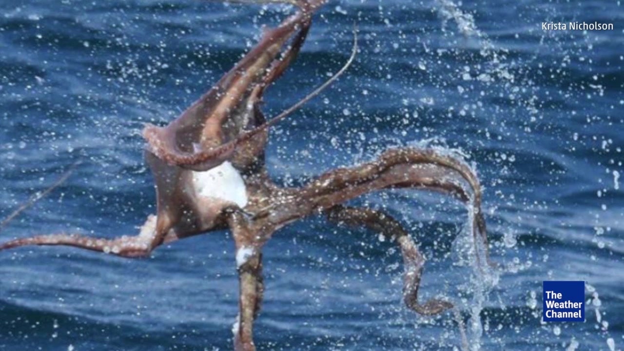 Poor Octopus Can't Catch a Break - Videos from The Weather Channel