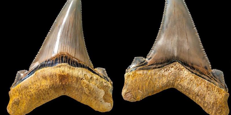 Hobby-Sammler findet Zähne von riesigem Urzeit-Fisch | The Weather Channel