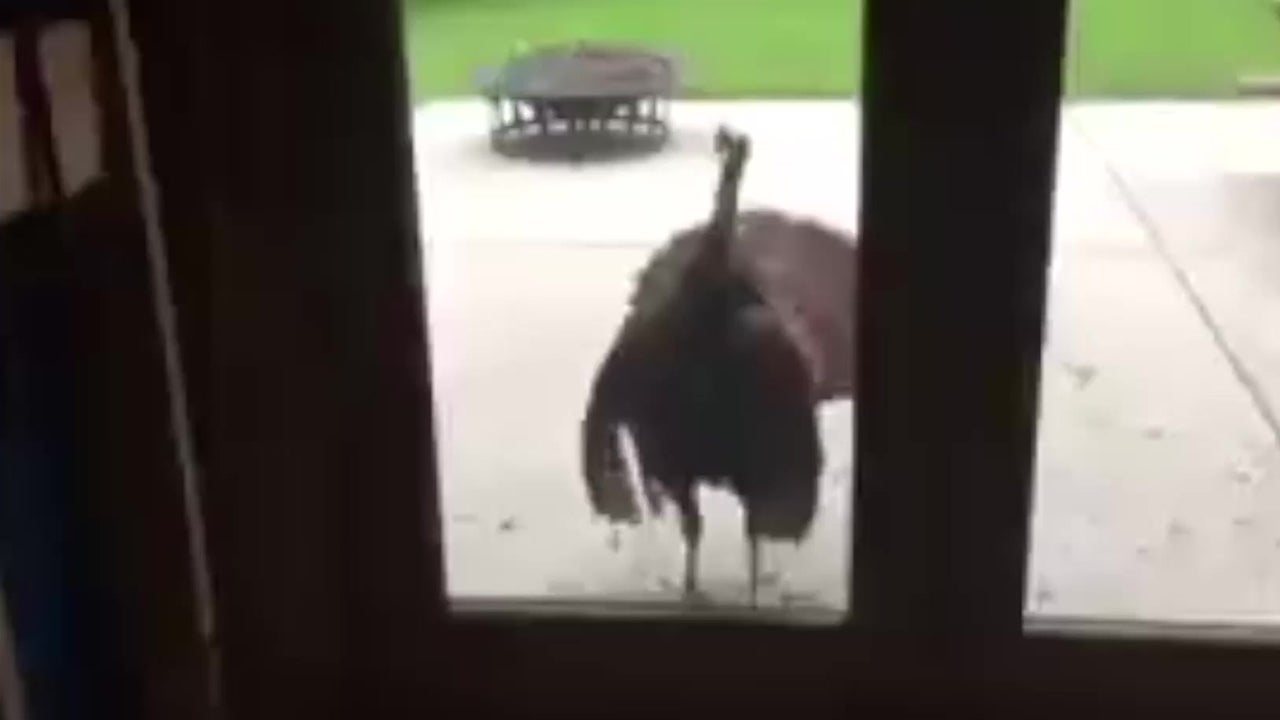 Strutting Turkey Tries to 'Break In' - Videos from The Weather Channel