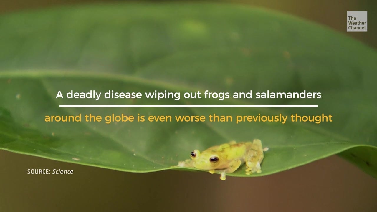 Frog Apocalypse? - Videos from The Weather Channel