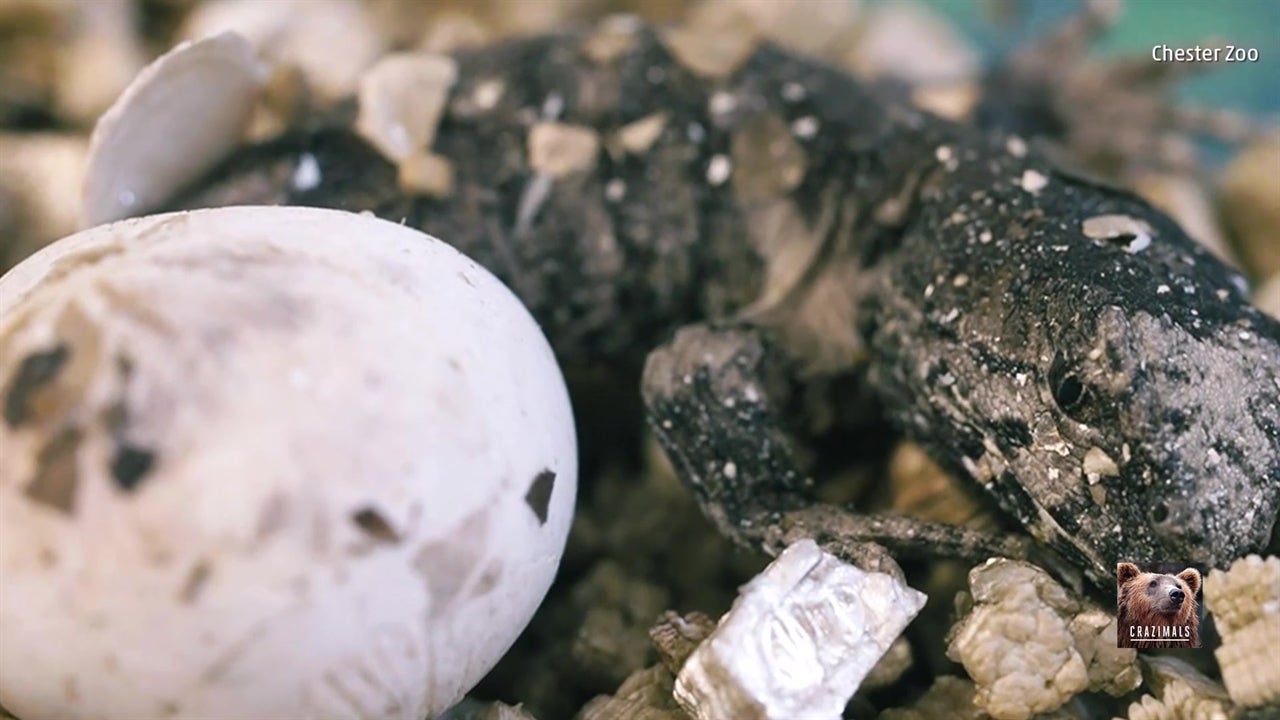 Rare Footage of Tuatara Hatching - Videos from The Weather Channel
