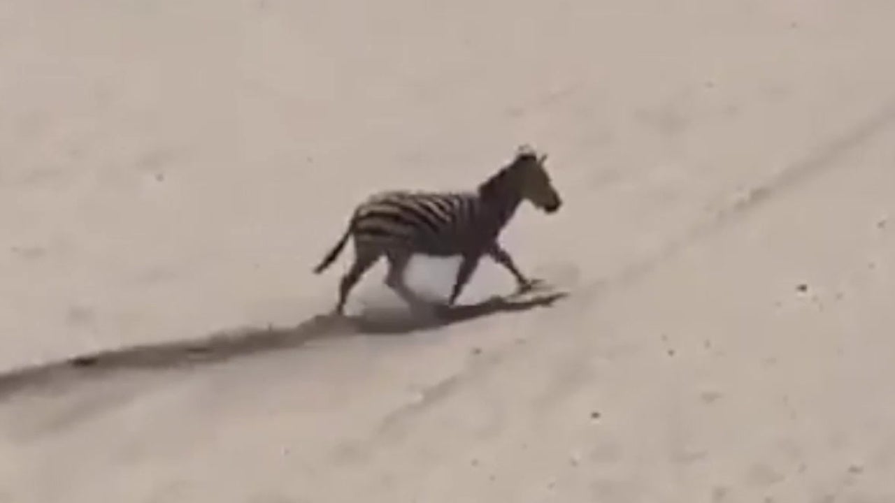 Zebra Escapes, Causes Crash in Florida - Videos from The Weather Channel
