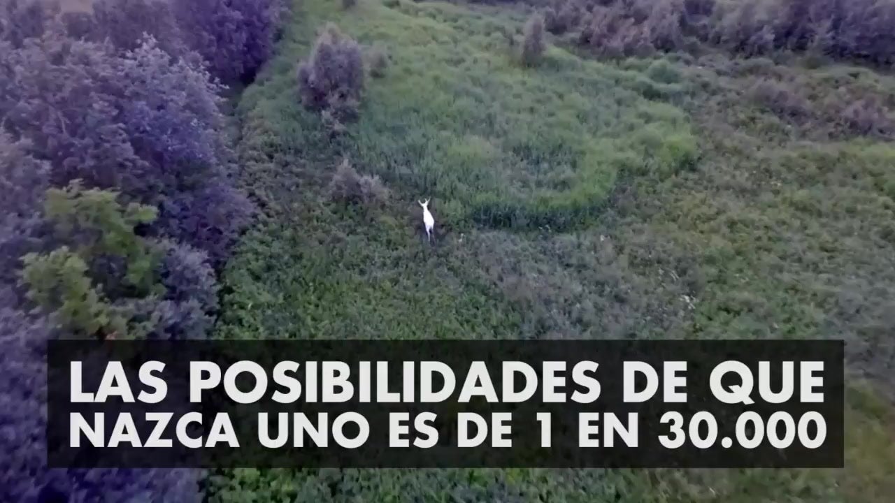 Reno albino visto en Noruega - Videos de The Weather Channel
