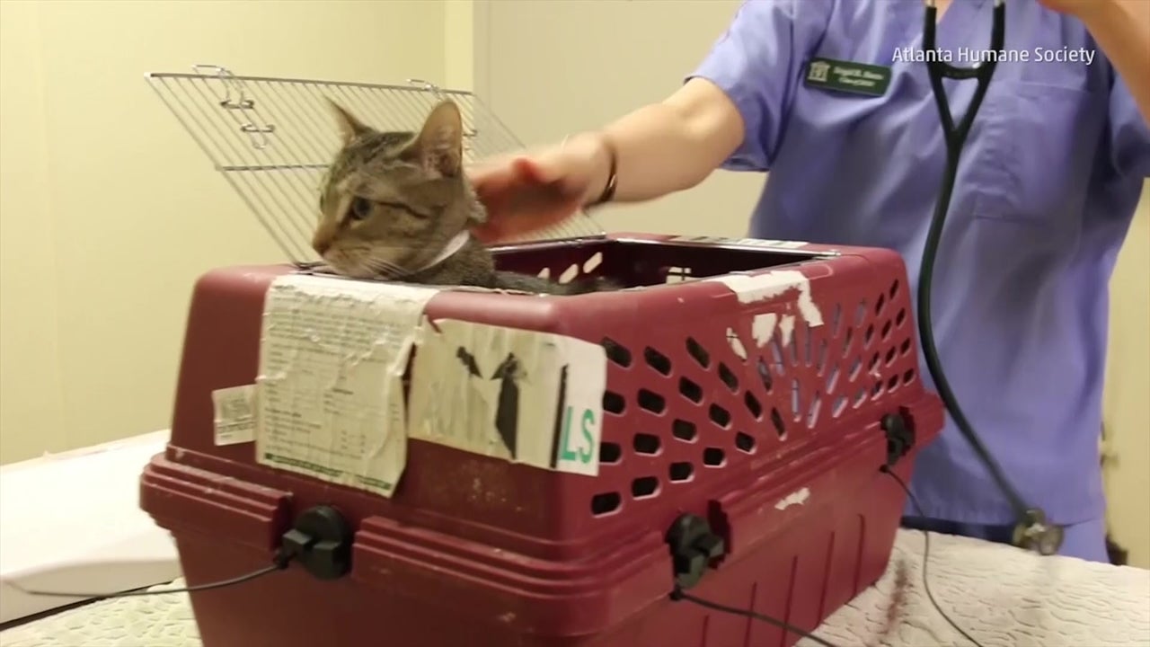 A Helping Paw to Houston Humane Society - Videos from The Weather Channel
