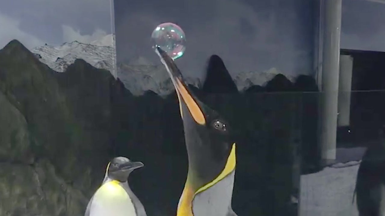 Penguin Balances Bubbles on Beak at Sydney Aquarium | The Weather Channel