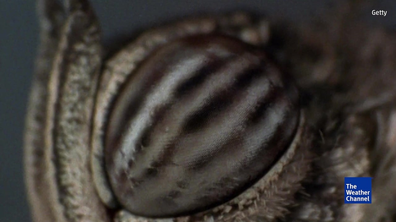 ‘Butterfly Vision’ Goggles Detect Cancer | The Weather Channel