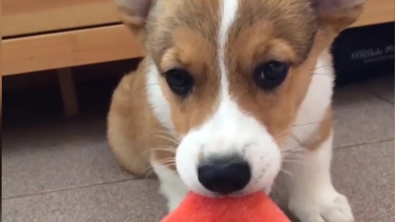 Cute Corgi Loves Watermelon - Videos from The Weather Channel