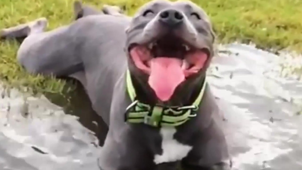 Dog Finds His Bliss in a Puddle - Videos from The Weather Channel