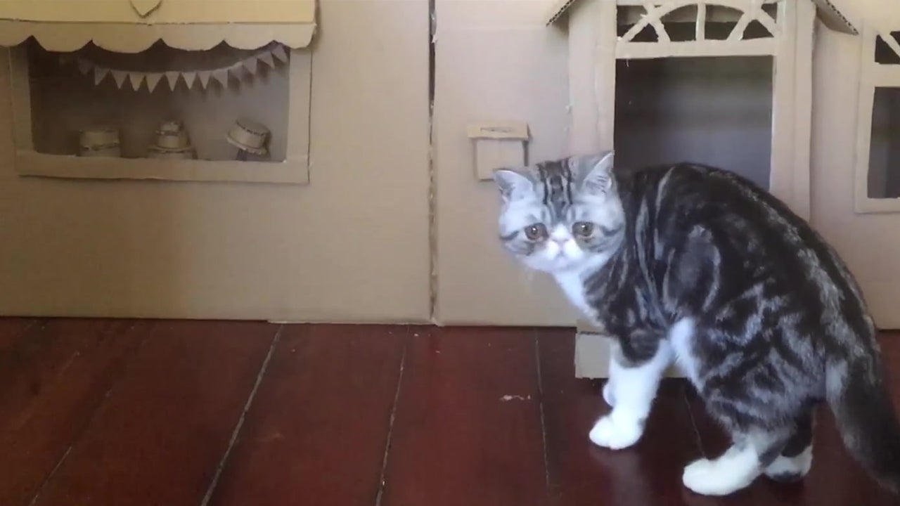 Woman Builds Cat ‘Palace’ - Videos from The Weather Channel